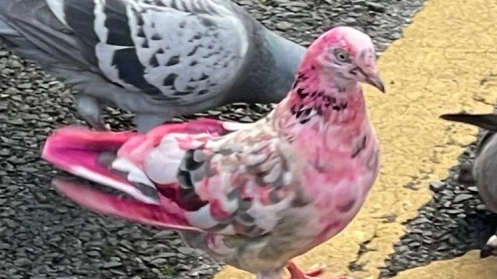 El misterio de la paloma rosa que intriga a los habitantes de una ...