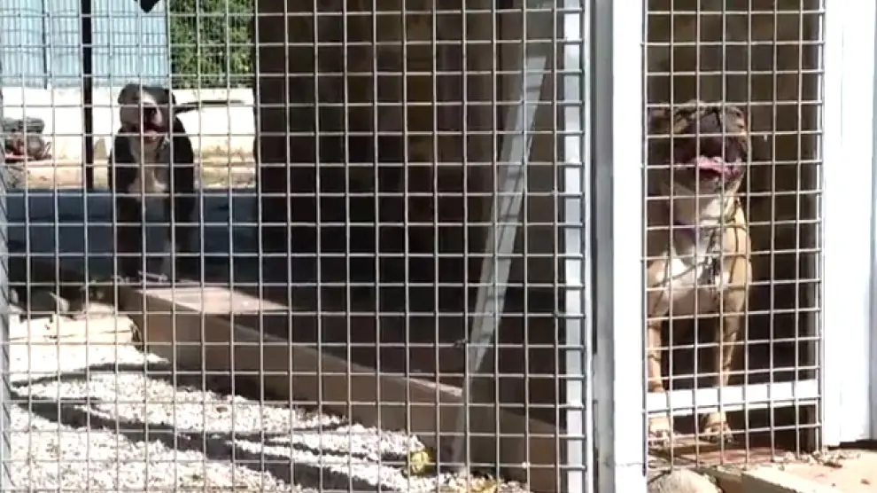 Muere una anciana de 96 años tras ser atacada por dos perros en Murcia