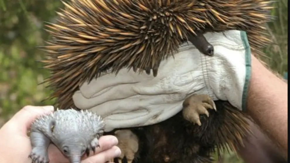 Un estrambótico mamífero redescubierto 60 años después en Indonesia