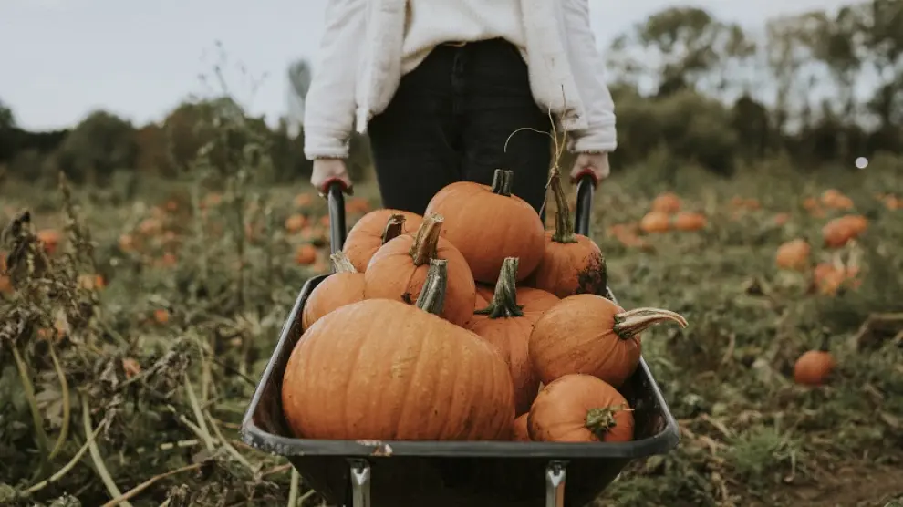 El curioso origen de la expresión 'dar calabazas': podría proceder de ...