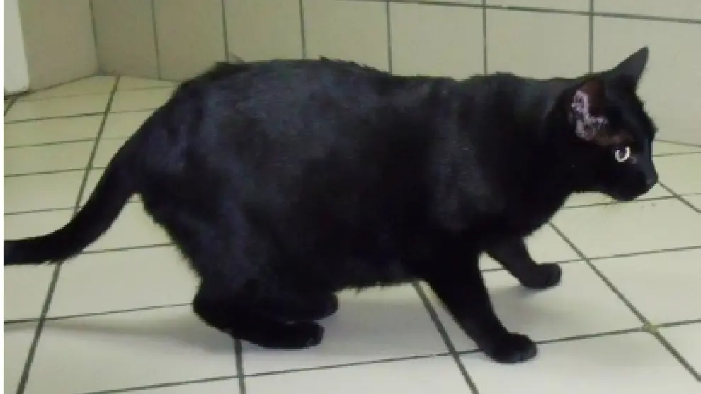 Qué es el plantigradismo y por qué es típico cuando nuestros gatos ...