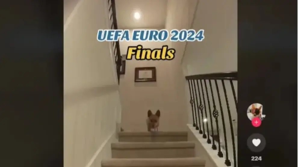 Stephen Furry, el perro que hace de 'Pulpo Paul' en la Eurocopa 2024 ...