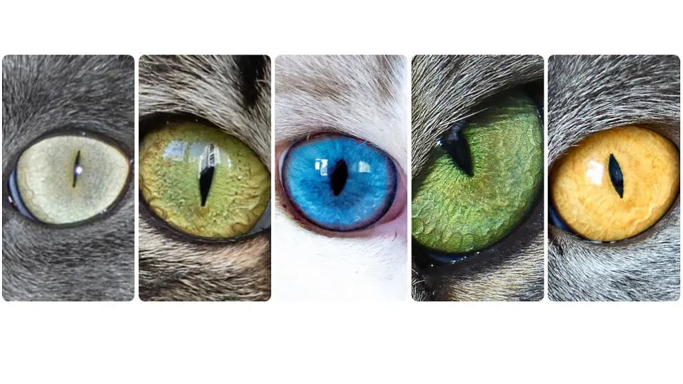 Gatos con ojos de distintos colores (31 fotos): descripción de gatos ...