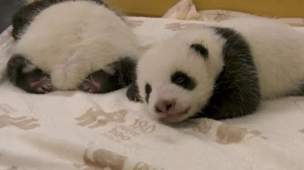 Vídeo: La tierna imagen de dos cachorros de oso panda abriendo sus ojos por primera vez