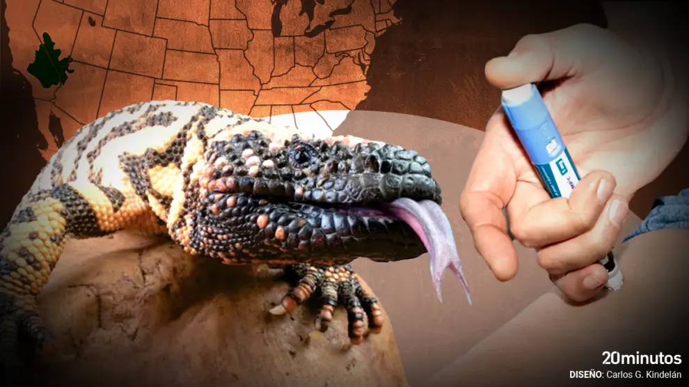 El secreto del monstruo de Gila: cómo su dieta extrema y su veneno ...