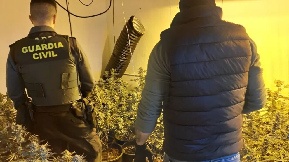 Desmantelan una plantación "indoor" de 572 plantas de marihuana en Hostalets d'en Bas