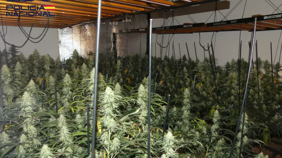Desmanteladas tres plantaciones interiores con más de 1.000 plantas de marihuana en el centro de ...