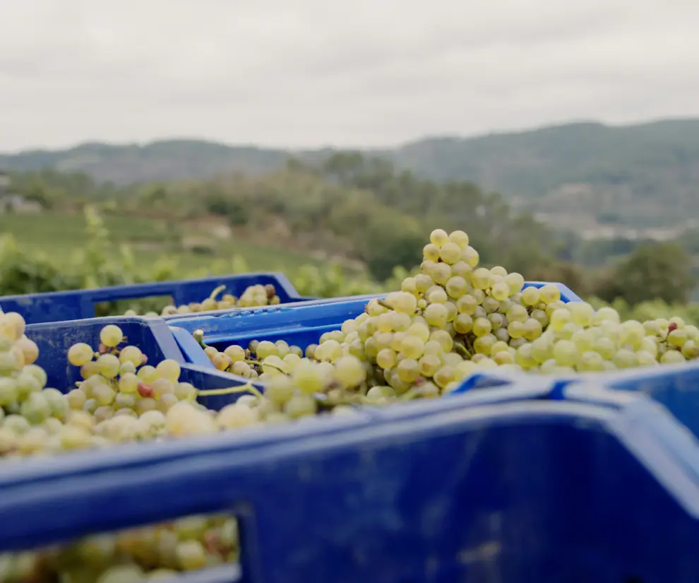 Una familia gallega cumple el sueño de construir una gran bodega: su ...