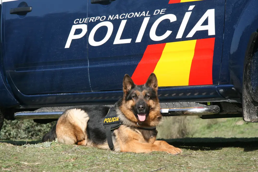 Fotos: Cómo debe ser un perro policía: instintos de caza y buen olfato, los imprescindibles ...