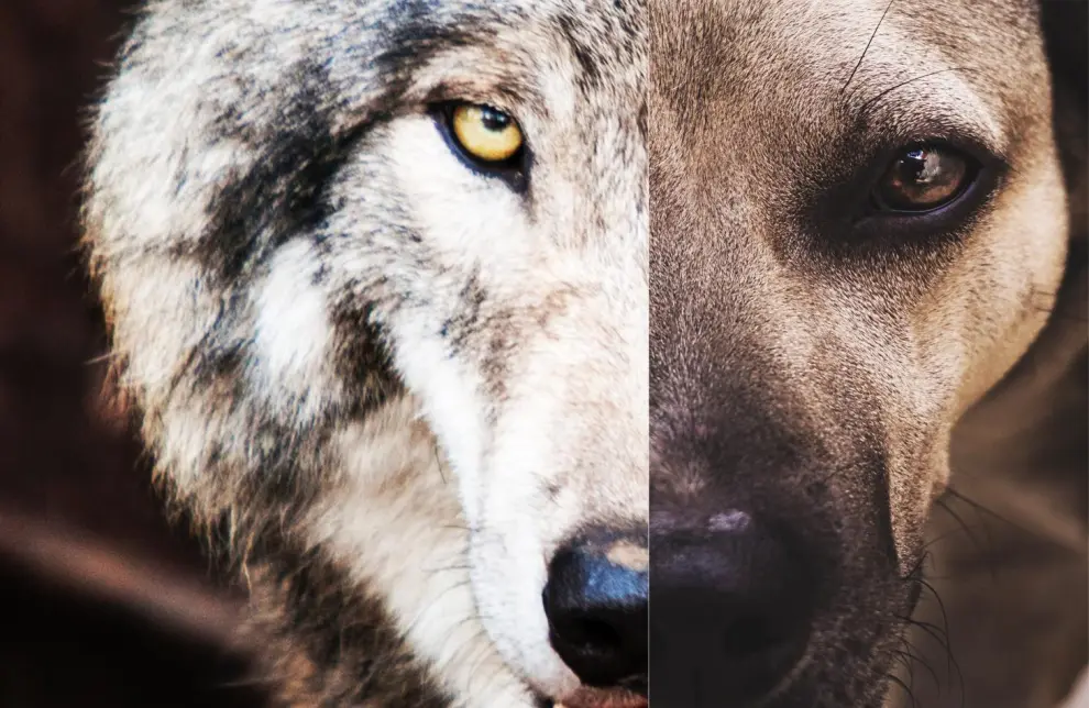 Fotos: Ocho de los hallazgos científicos animaleros más relevantes del ...