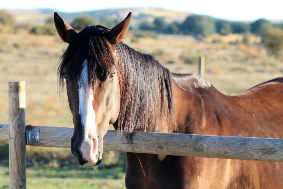 Fotos: GALERÍA | Conoce a los caballos que habitan en el Santuario ...