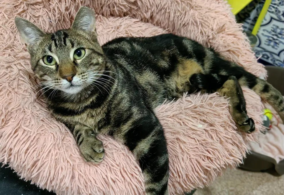 Fotos: Conoce a los gatos sin hogar de la protectora Gatitud | Imágenes