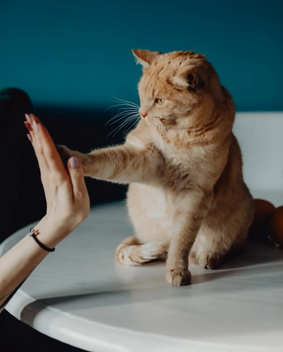 Fotos: Los siete trucos que podemos enseñarle a nuestro gato | Imágenes