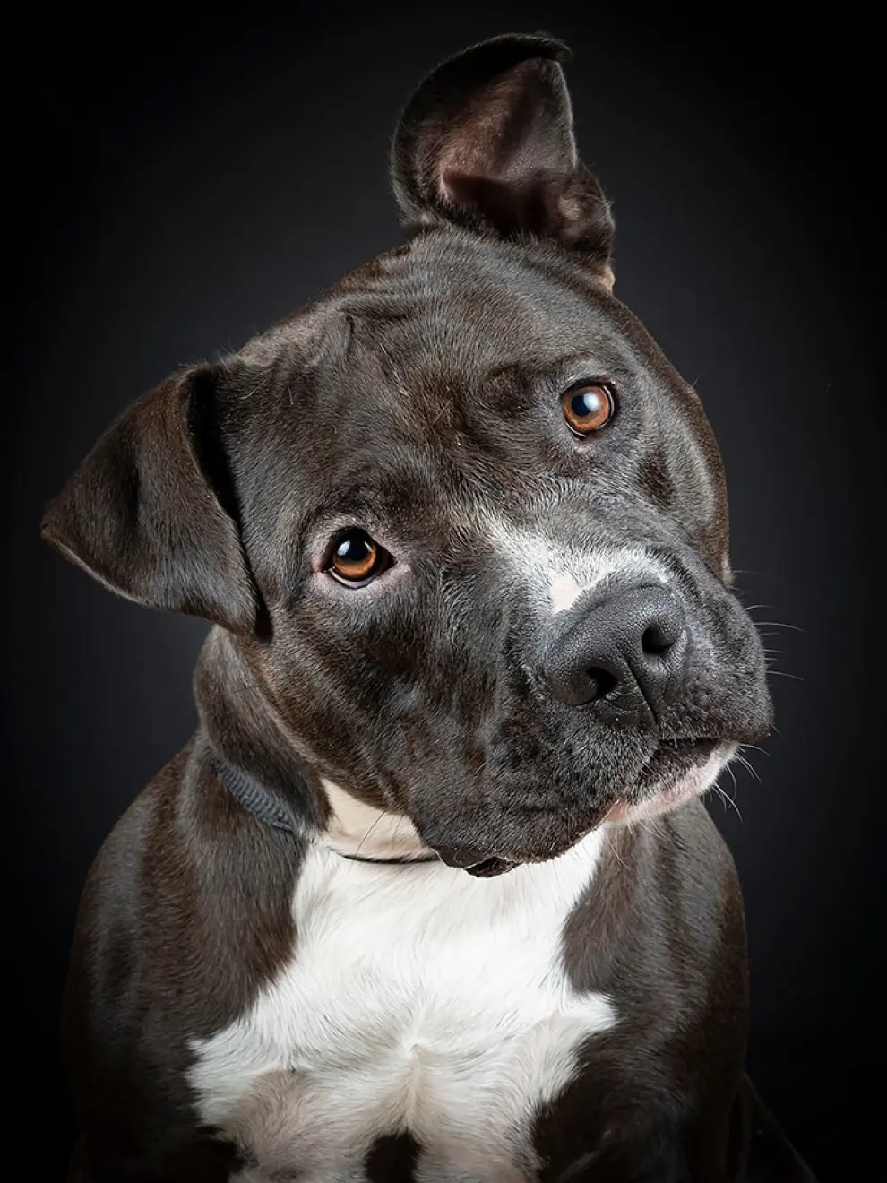 Fotos: Los perros de razas PPP y los enfermos, entre los animales ...