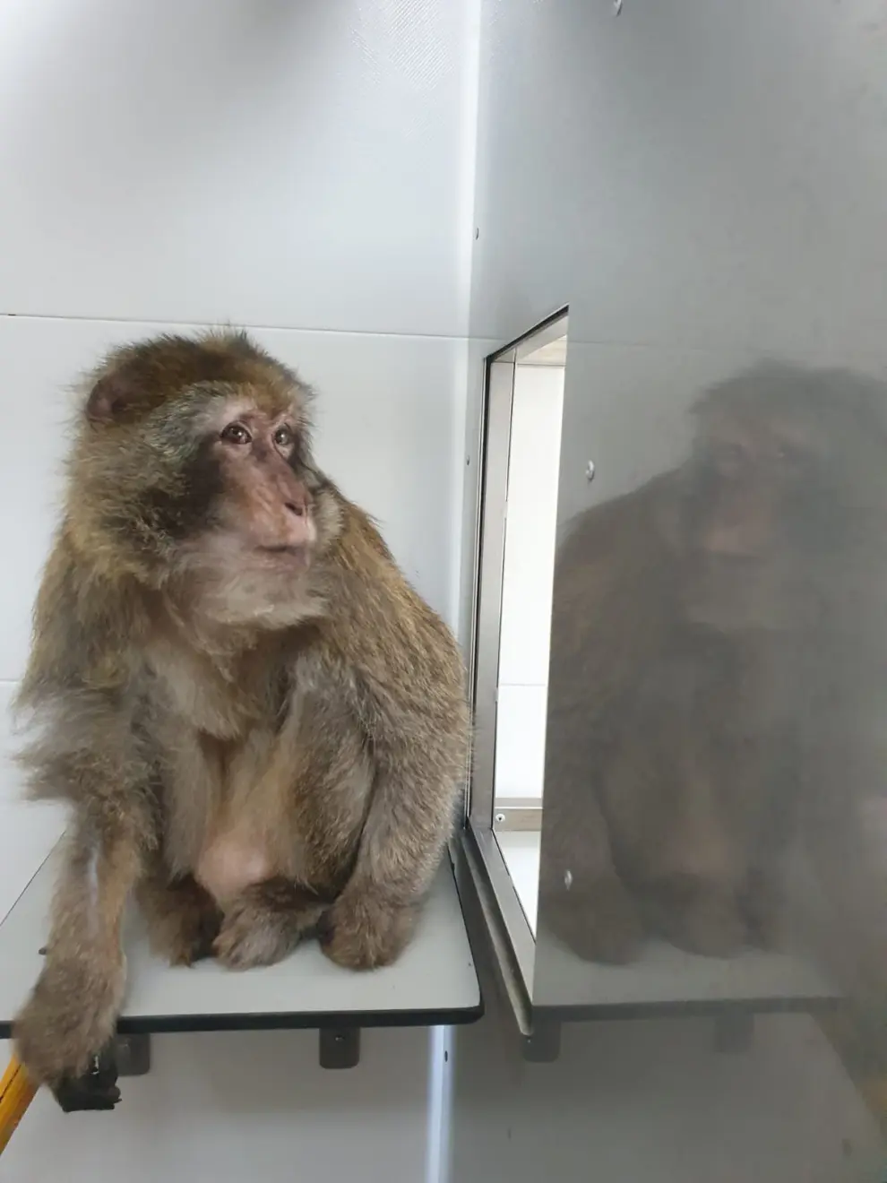 Foto: AAP-Caracal-cedida | Conoce algunos rostros del mascotismo y el ...