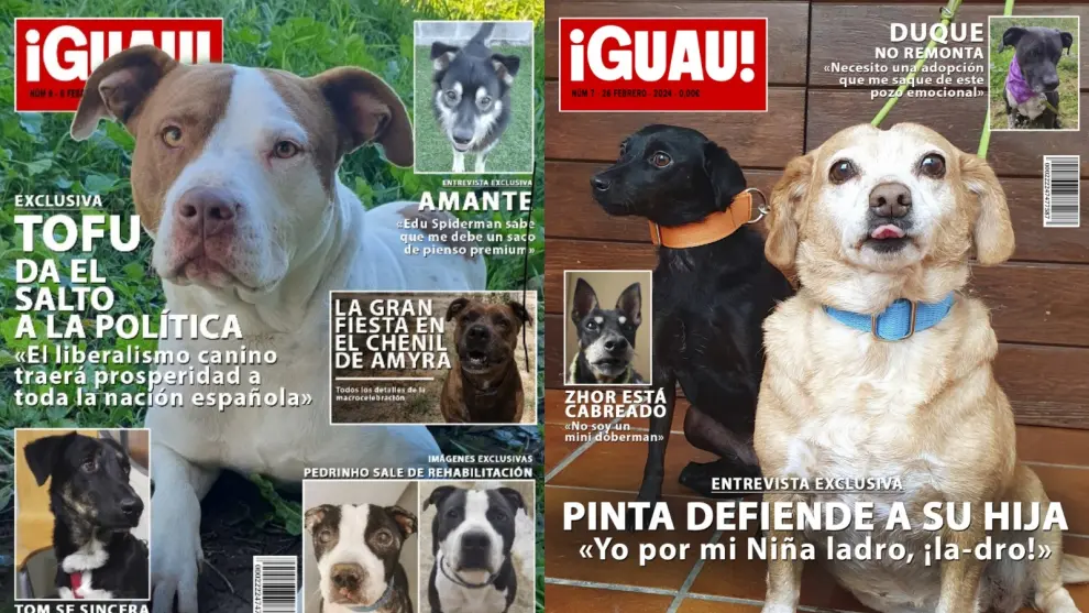 Fotos: Perros en adopción se vuelven protagonistas del corazón gracias ...