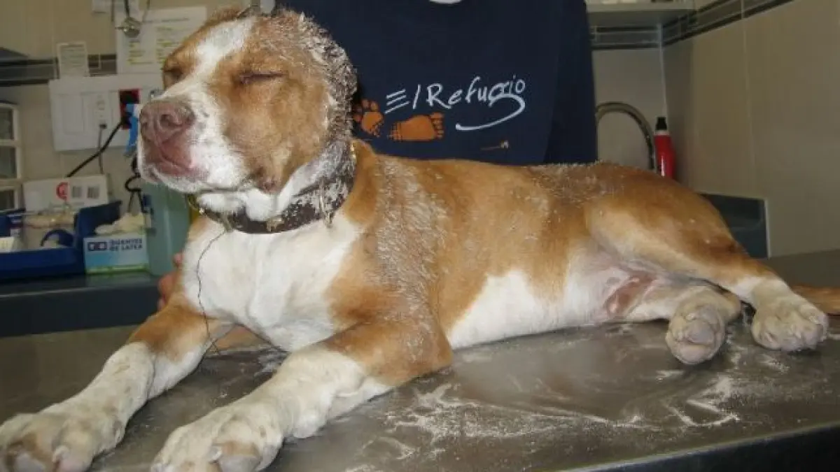 Rescatan a un perro que fue desorejado con un cuchillo de caza