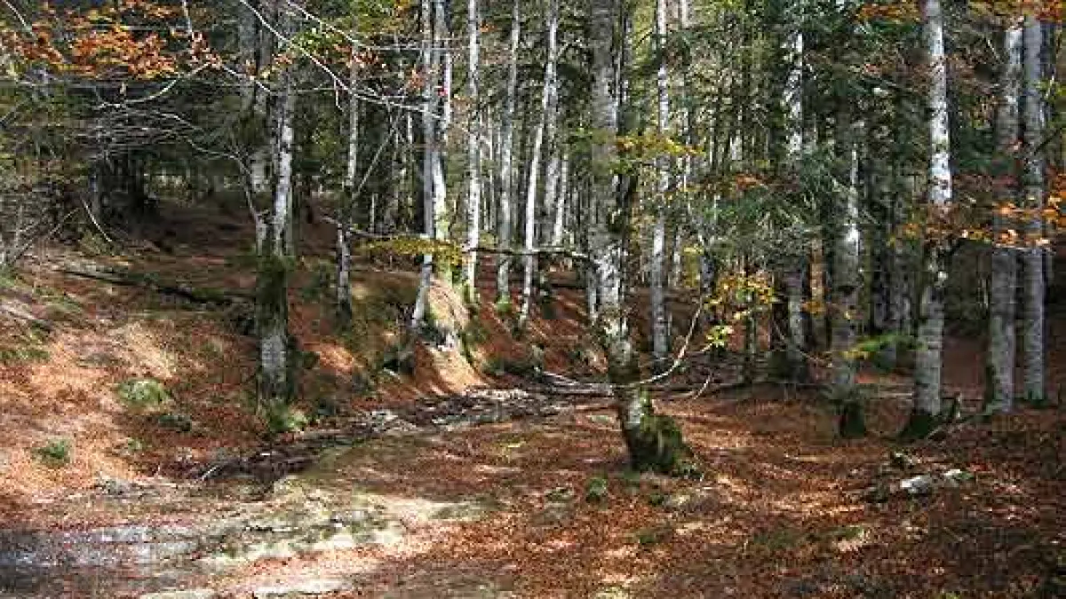 Los bosques del norte de Navarra son uno de los pulmones de España