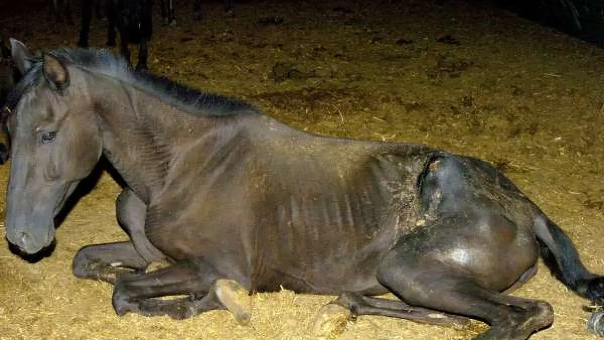 Un empresario alega motivos económicos para tener a 25 caballos de raza ...