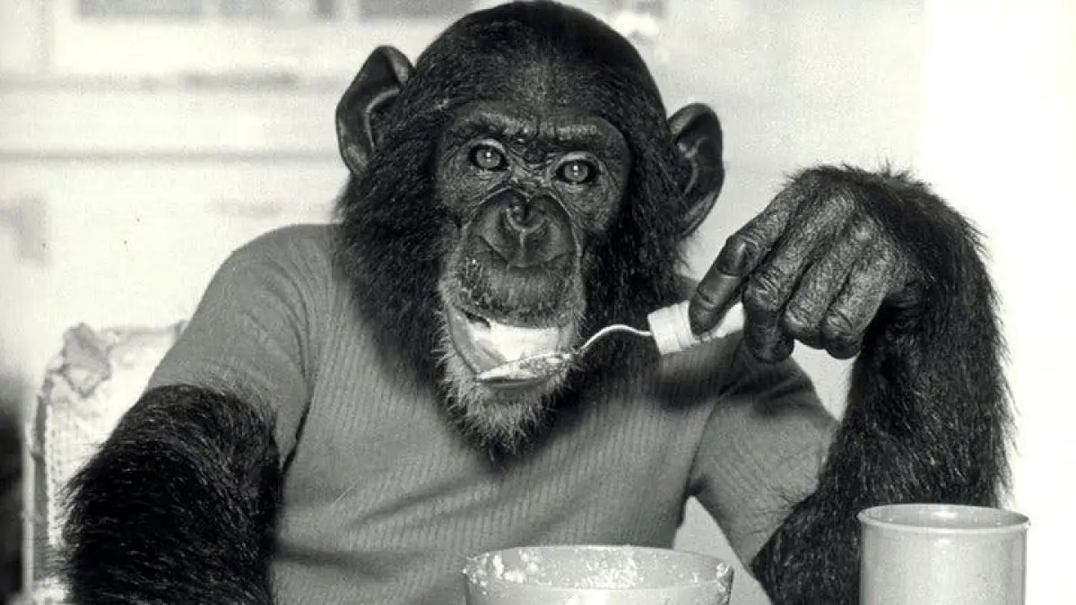 'Project Nim', el documental que da la razu00f3n a 'El origen del ...