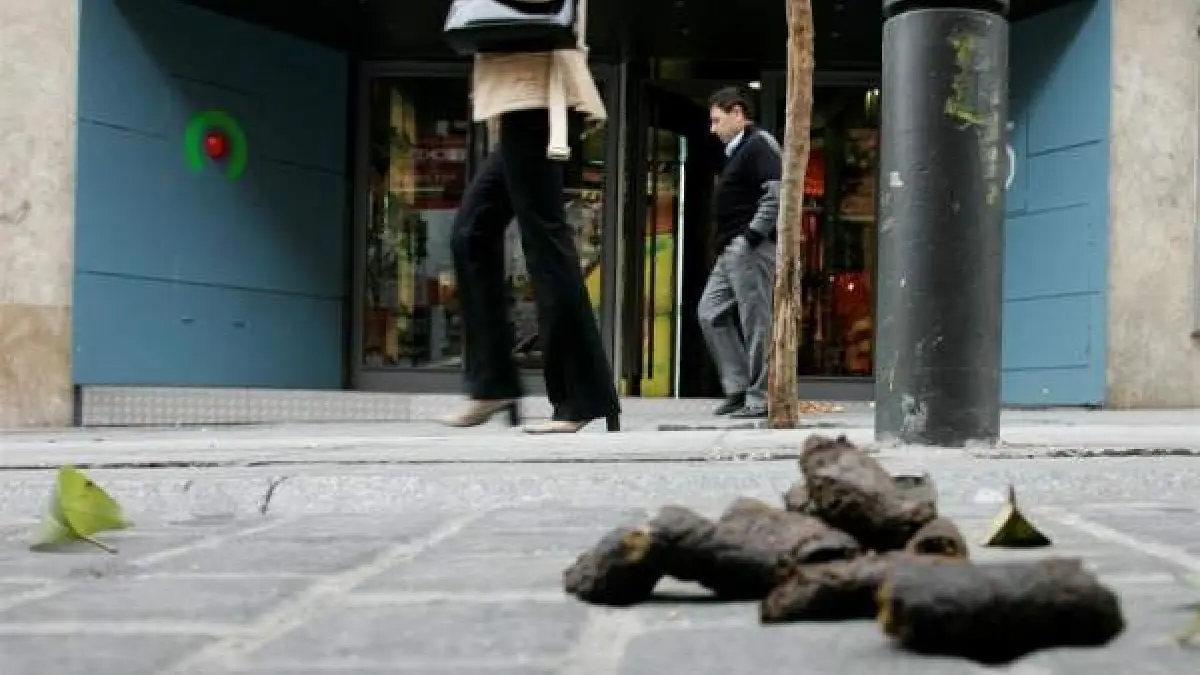 El Ayuntamiento asegura que las cacas de perro en las calles se han ...