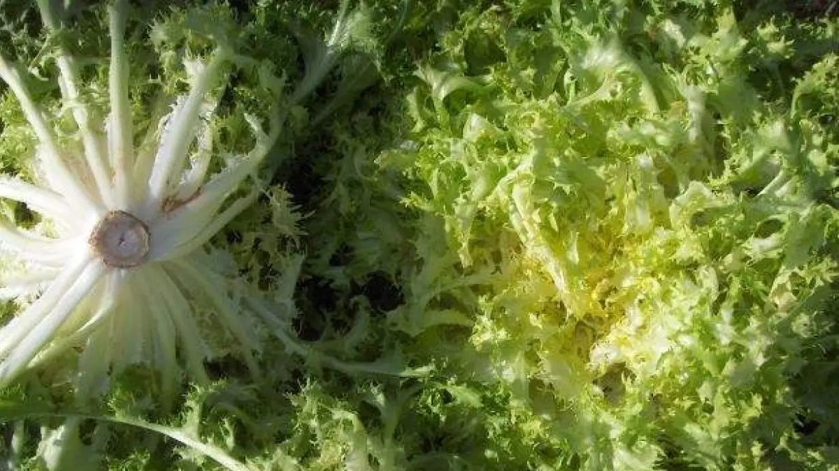 Fotos: Fotos: Lechugas, variedad de sabores y colores | Imágenes | Imágenes