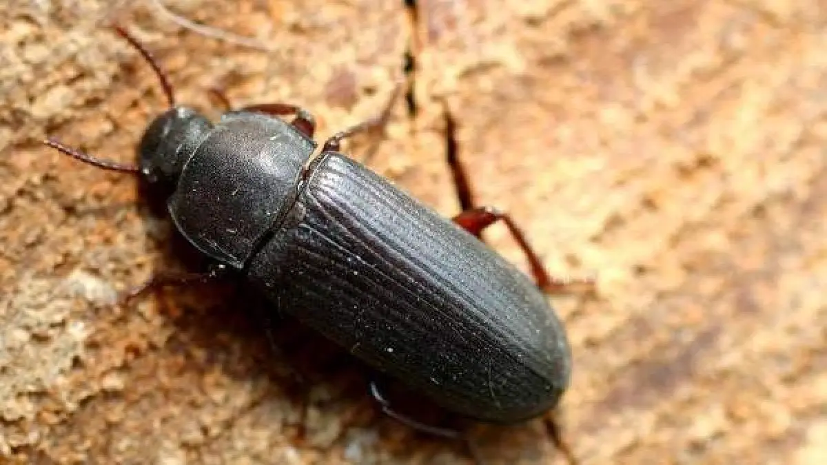 Algunos insectos sí que saben contar