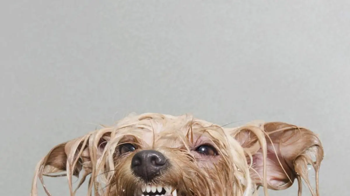 Foto: Diamond | Fotos: 'Wet Dog', los perros mojados de Sophie Gamand ...