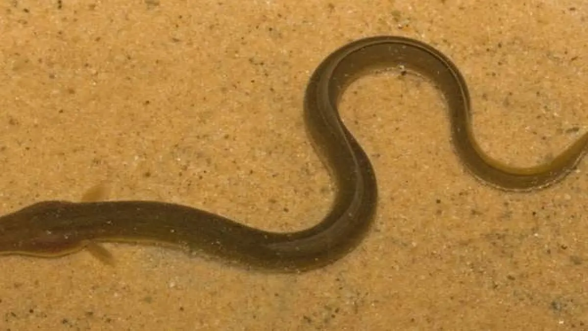 Las anguilas recorren 6.400 kilómetros para llegar al único lugar donde ...