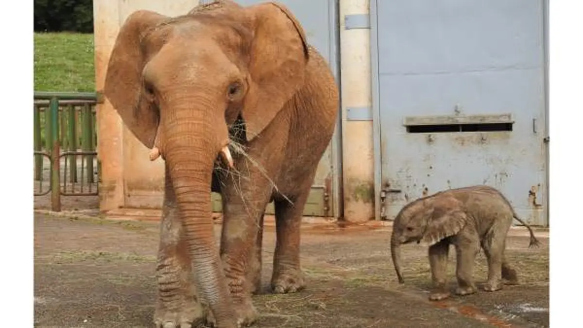 Nace en Cabárceno un nuevo ejemplar de elefante africano, un macho de ...