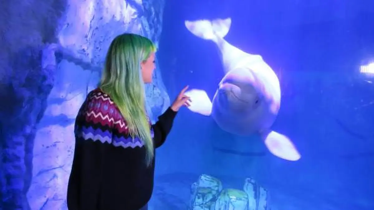 Un bebé beluga aprende de su madre una llamada acústica a modo de ...