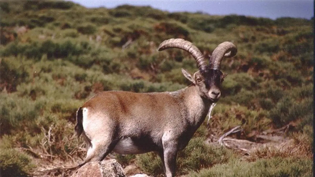 Salvar al bucardo: historia de una 'des-extinción'