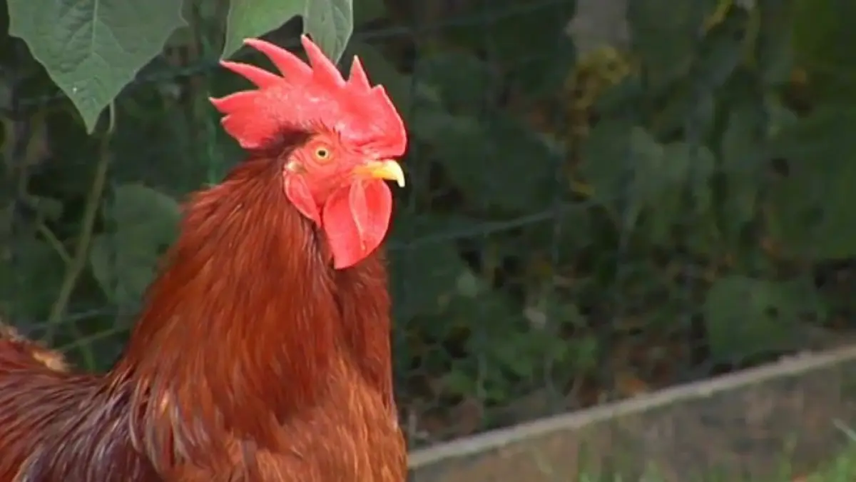 La justicia francesa autoriza los cantos de Maurice, un gallo símbolo ...