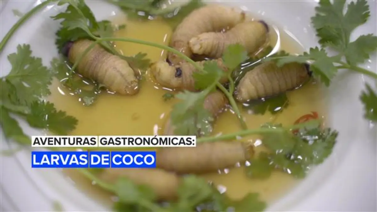 Vídeo: Reto gastronómico: ¿te atreves a probar las larvas de coco?