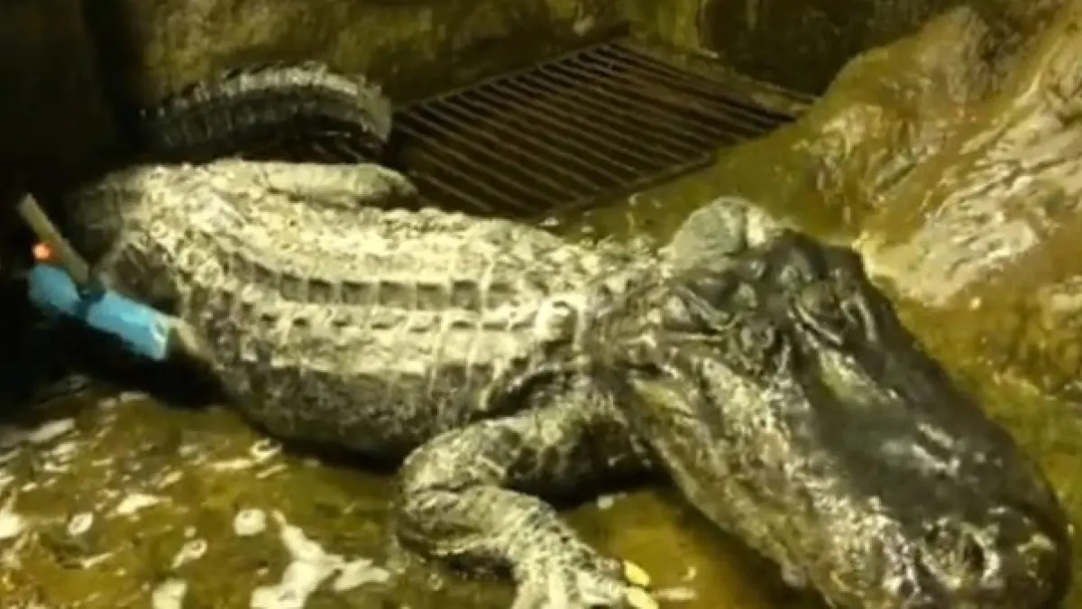 Muere Saturno, el cocodrilo superviviente del bombardeo de la Segunda ...