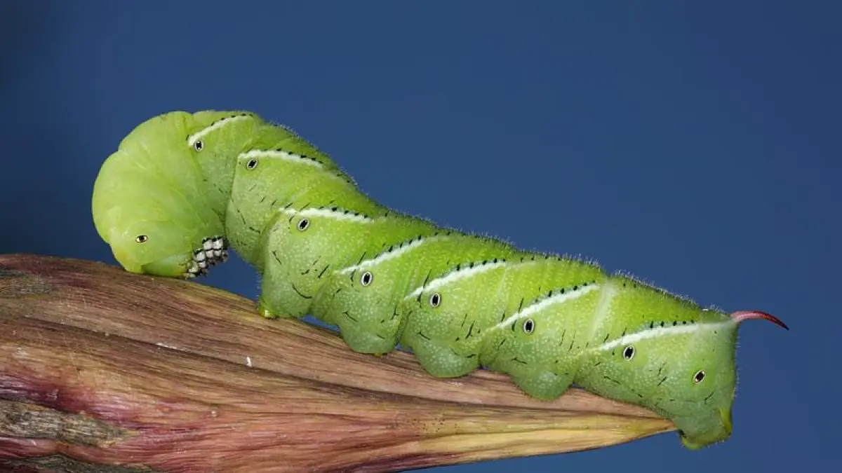Los insectos más raros del planeta