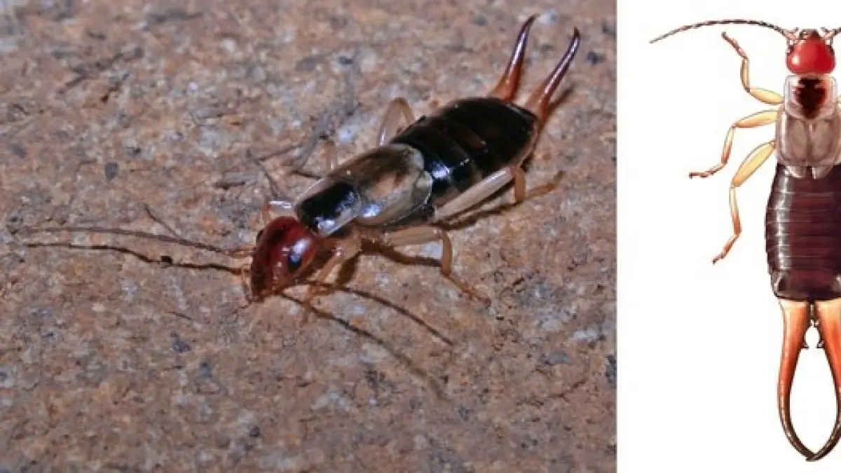 La tijereta común es en realidad un complejo de al menos cuatro especies