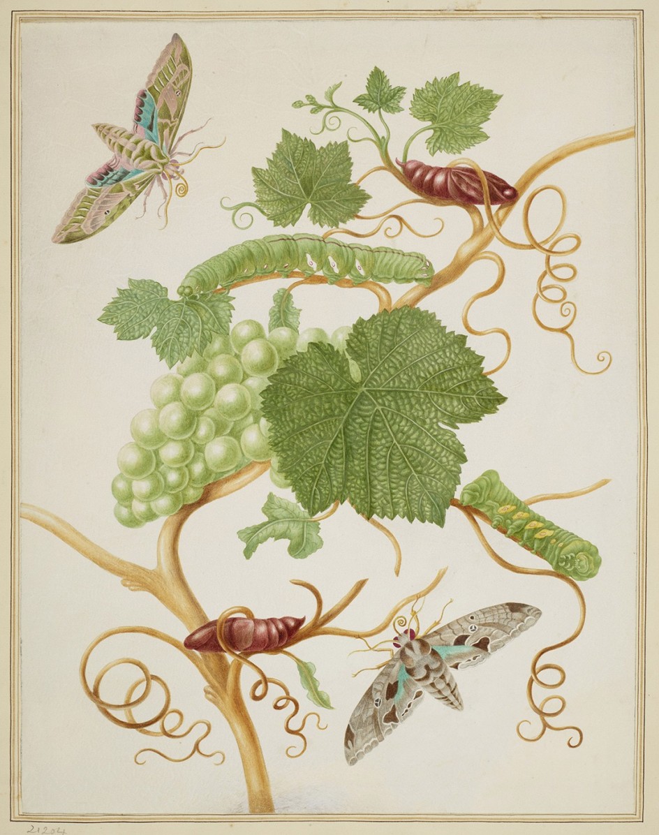 Fotos: Fotos: Maria Merian, una entomóloga del siglo XVIII | Imágenes ...