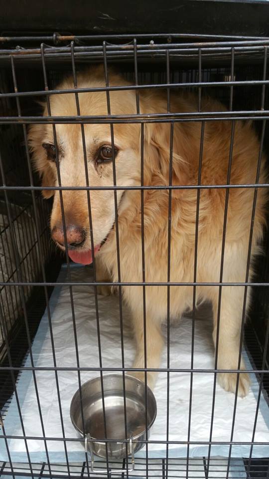 ¿Sabes cómo funciona la perrera de tu municipio? ¿Quién tiene la ...