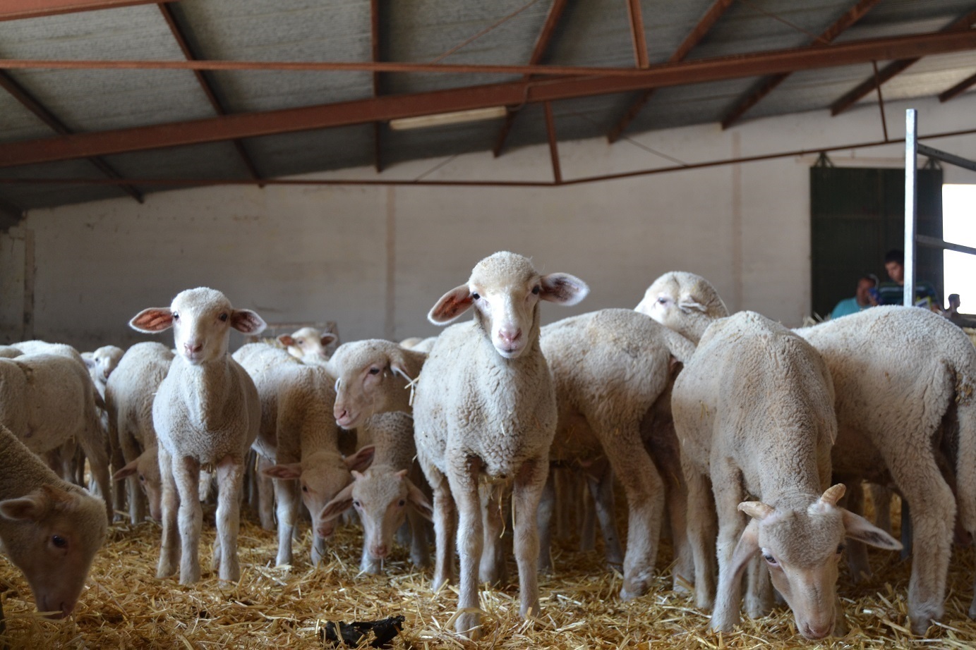 La finca La Cocosa de la Diputación de Badajoz subasta 154 hembras y 18 machos ovinos de pura ...