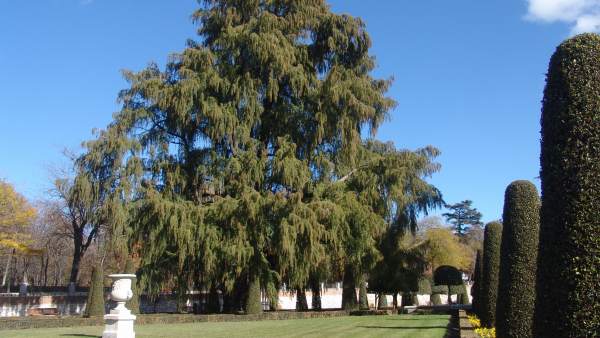 El 'abuelo' de los árboles de Madrid vive en El Retiro: tiene unos 300 años