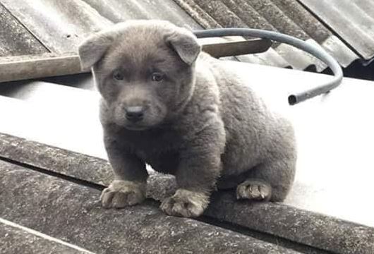 Así es Dúi, el perro-gato que conquista a Facebook