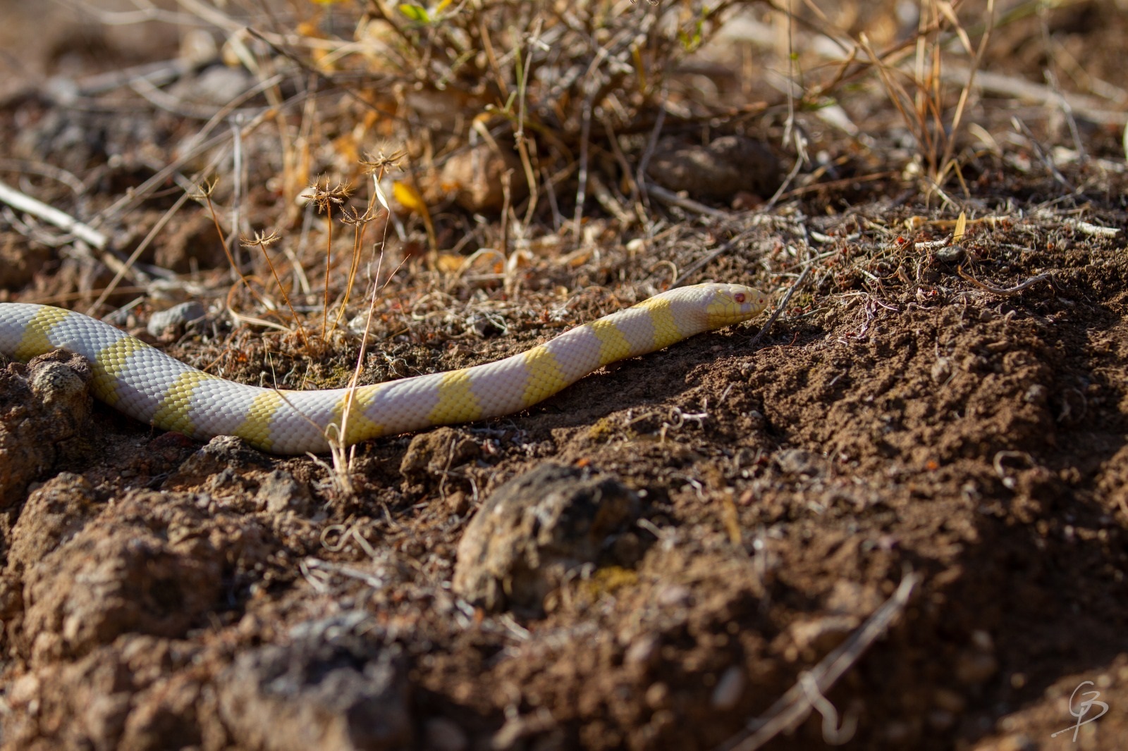 Así es la culebra real de California, la especie invasora de serpiente ...