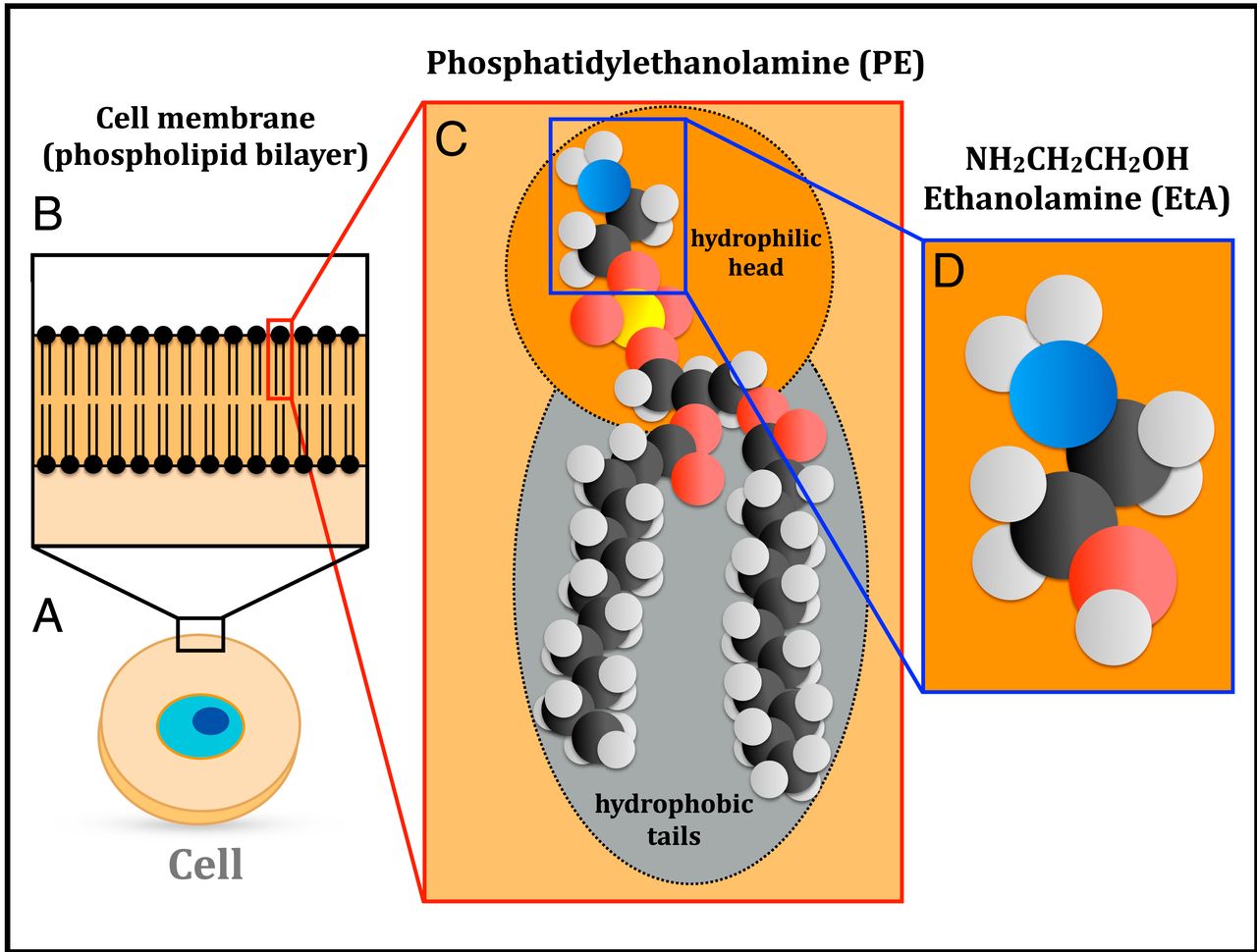Hallan la molécula clave en el origen de la vida: se llama etanolamina ...