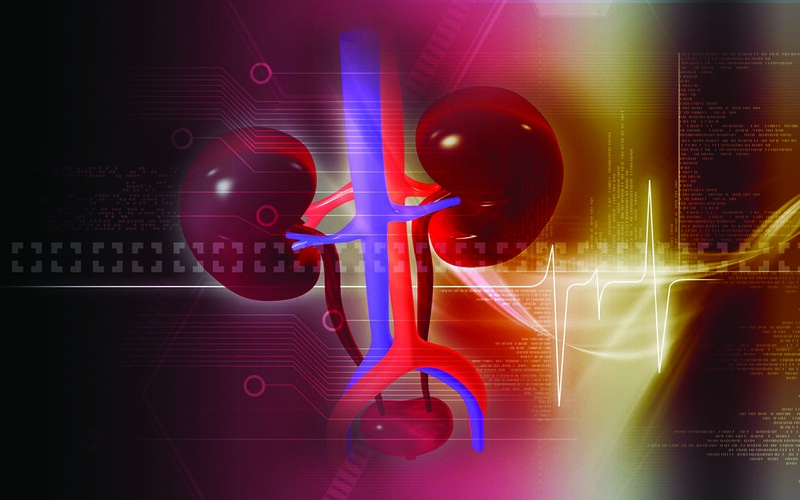 Qué es la nefritis, qué tipos existen, cuáles son los síntomas y su ...