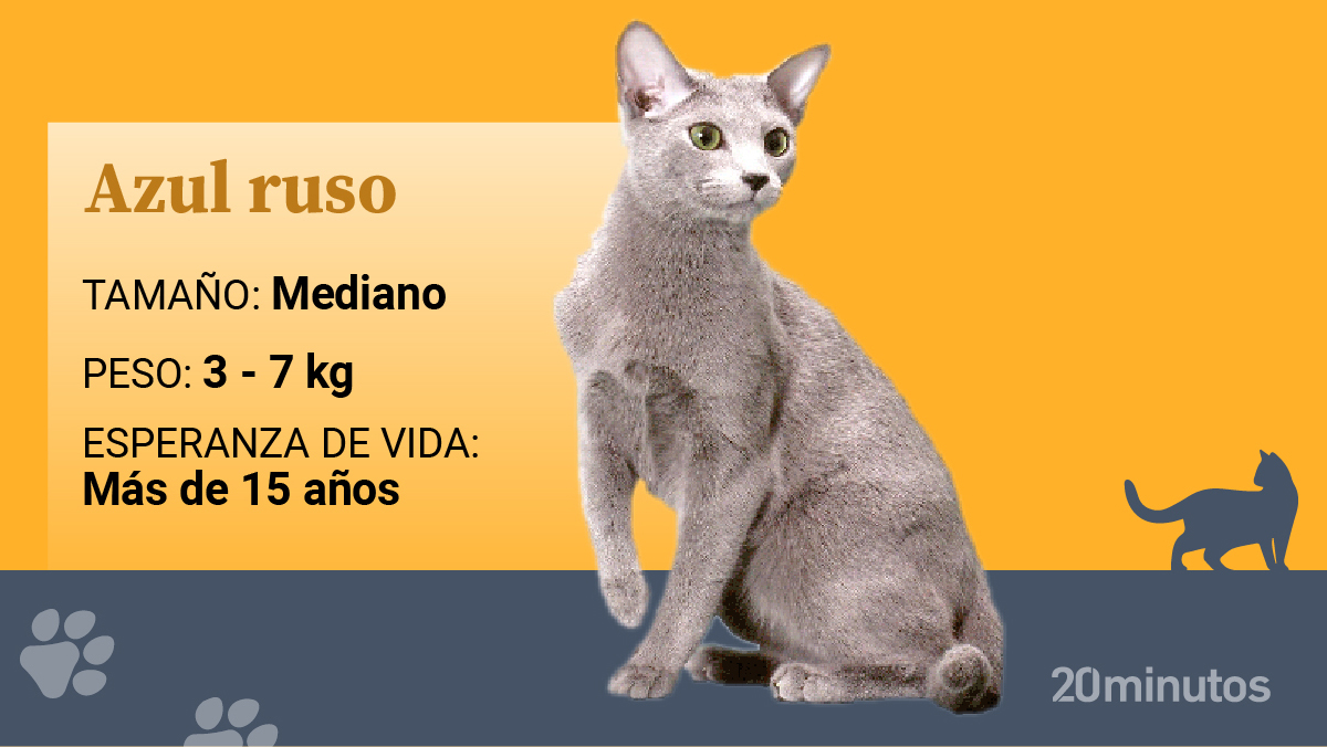 El gato azul ruso, un arcángel felino elegante, dulce, tímido y saludable