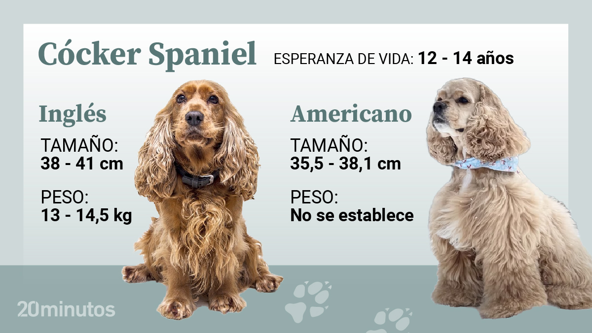 Fotos: FOTOGALERÍA | Más de cien razas de perros a fondo, de las más ...