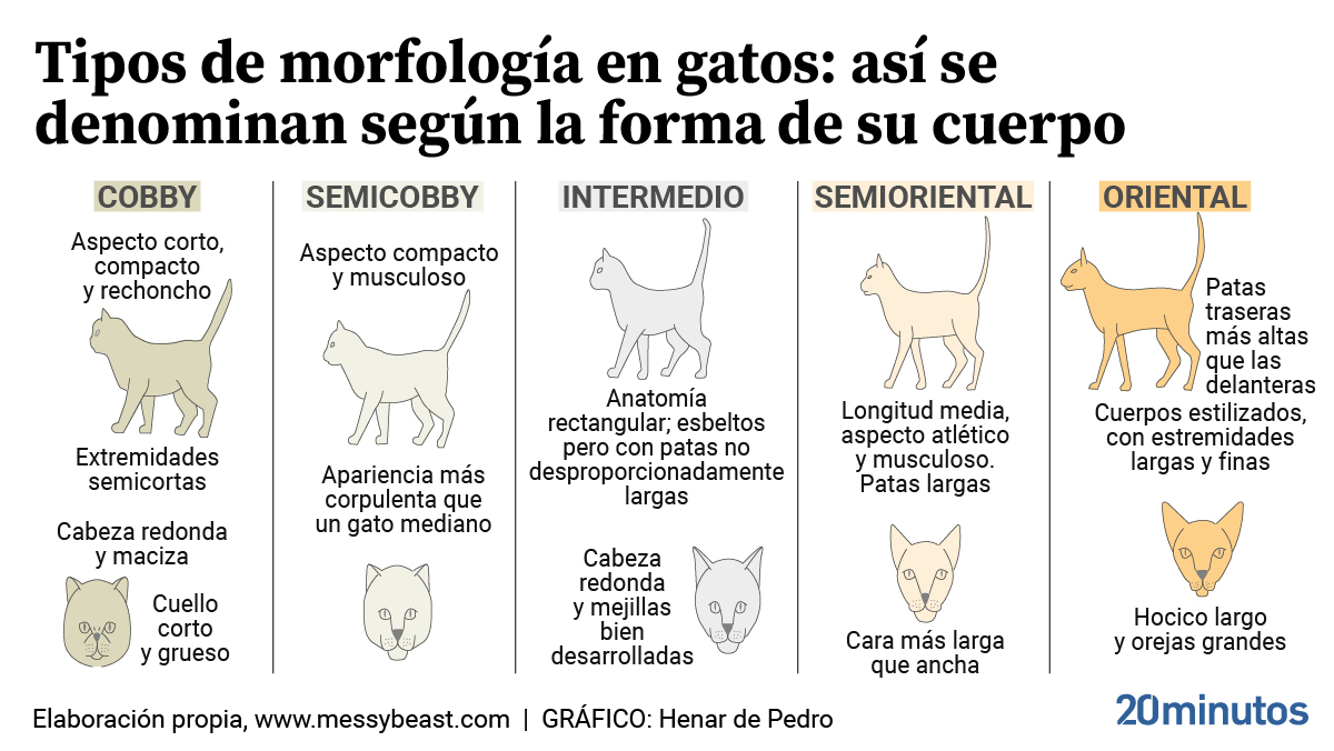 Los distintos tipos de cuerpos en los gatos domésticos y sus ...