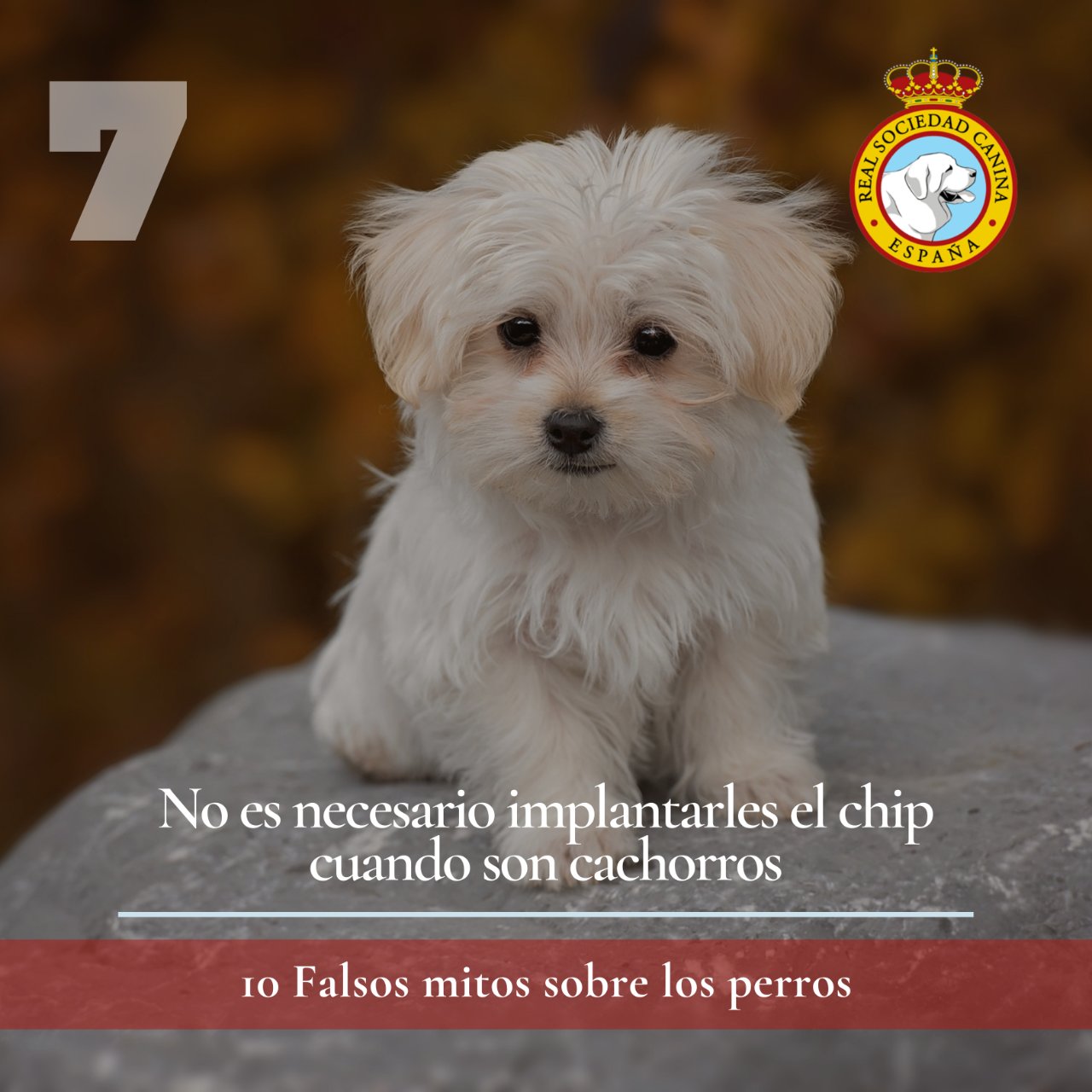 Fotos: Diez falsos mitos sobre los perros | Imágenes