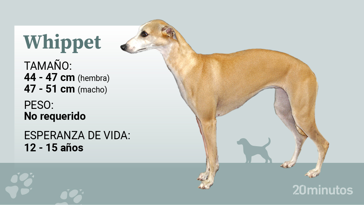 El grupo canino de los lebreles: razas, origen y características